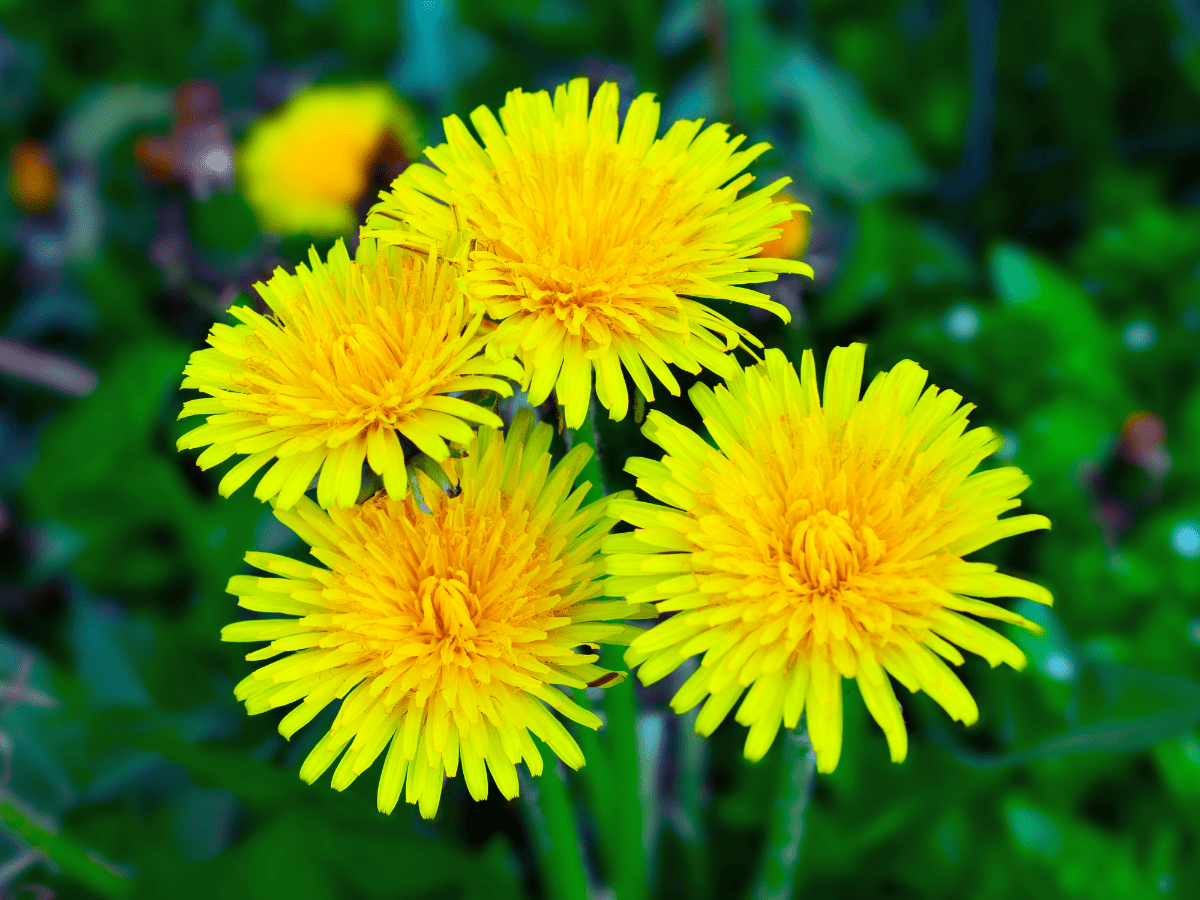 12 Common Weeds in North Texas | Lawn Sense